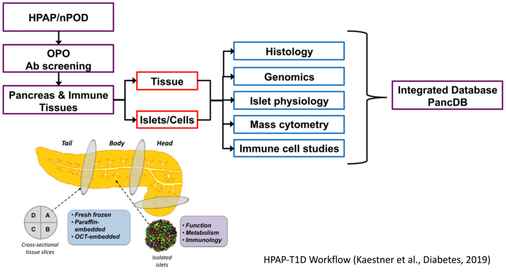 HPAP T1D: Human Pancreas Analysis Program for Type 1 Diabetes - HIRN