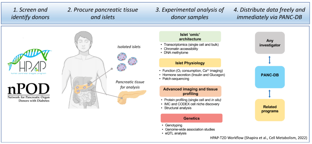 HPAP T2D: Human Pancreas Analysis Program (Vanderbilt Univ.) - HIRN