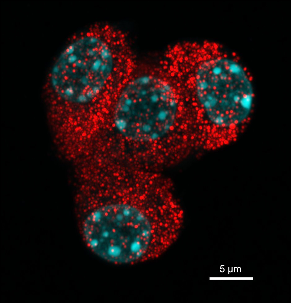 Ultra-sensitive Probes for High Resolution Imaging of Hormone Secretion ...