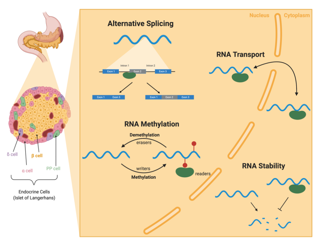 HIRN Webinar: “RNA Process in Metabolic Tissues” - HIRN